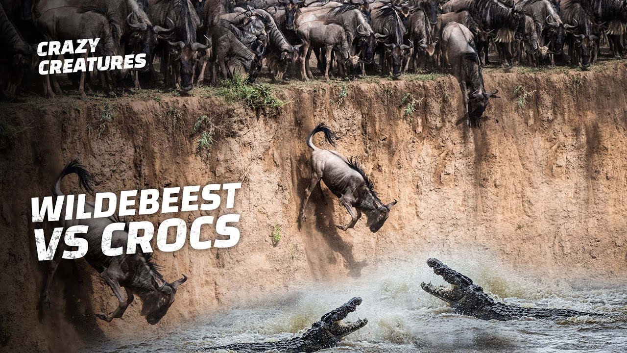 Wildebeests Take a Death Plunge Into Croc-Infested Waters - YouTube