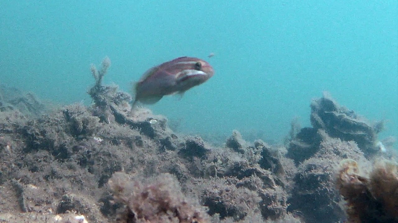 Alien looking Decorator Crab under Woody Point Jetty - YouTube