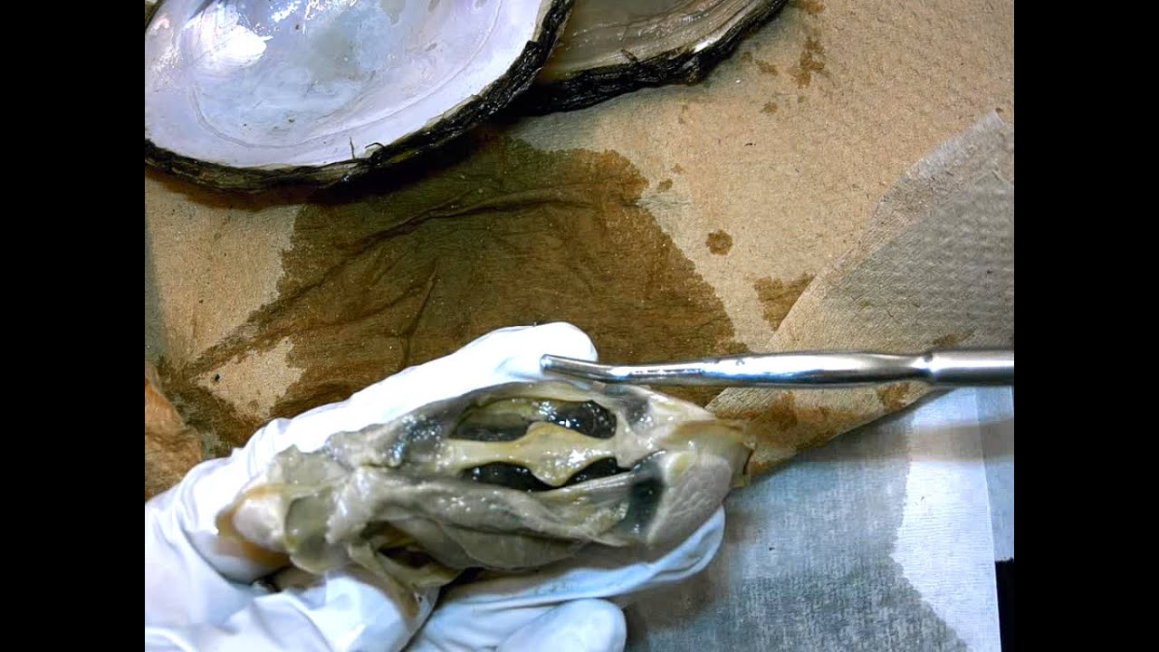 Mussel Circulatory System - YouTube