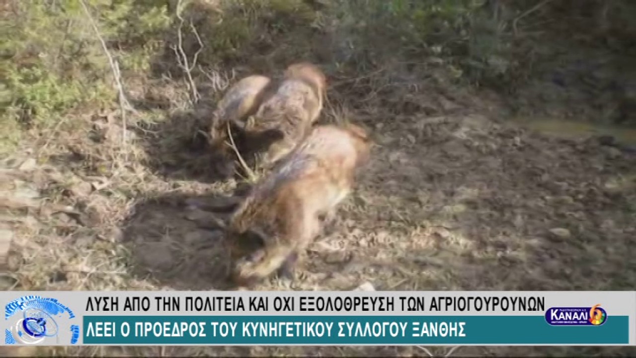 ΛΥΣΗ ΑΠΟ ΤΗΝ ΠΟΛΙΤΕΙΑ ΚΑΙ ΟΧΙ ΕΞΟΛΟΘΡΕΥΣΗ ΤΩΝ ΑΓΡΙΟΓΟΥΡΟΥΝΩΝ ΛΕΕΙ Ο ...
