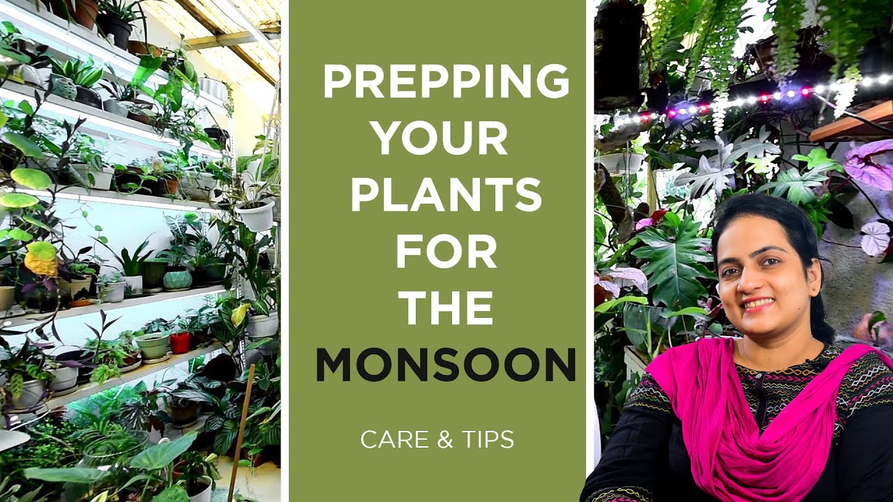 Preparing your plants for the Monsoon | Monsoon plant care | Care ...