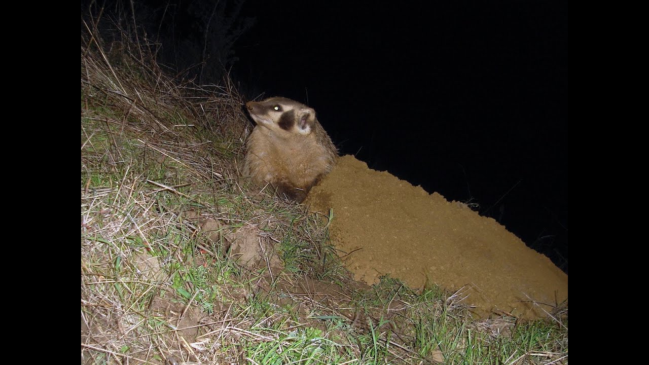 Studying the Secret Life of Badgers and Burrowing Owls - Habitat ...
