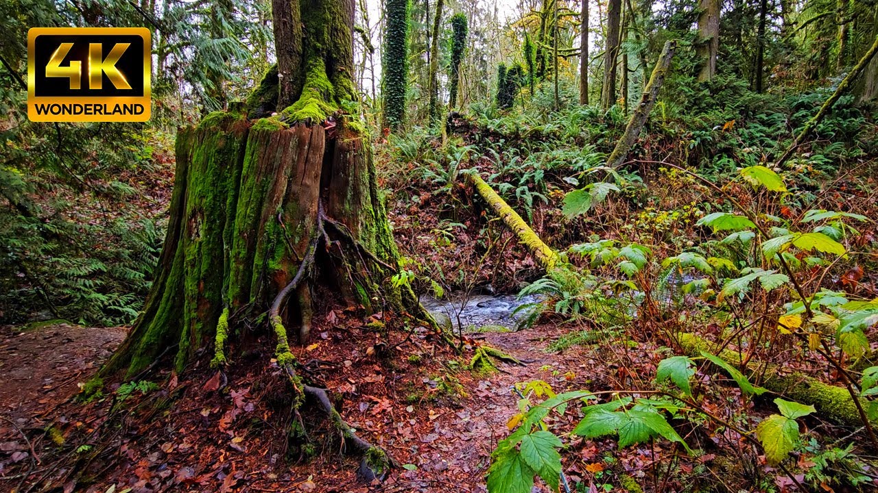Gentle Sounds of Forest Stream | Relaxing Nature Sounds | White Noises ...