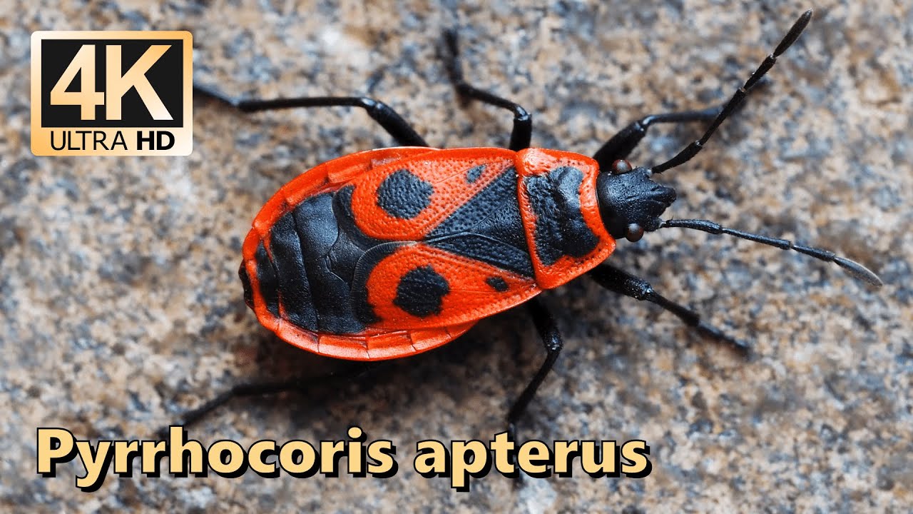 Firebug (Pyrrhocoris apterus) - part 1 - YouTube