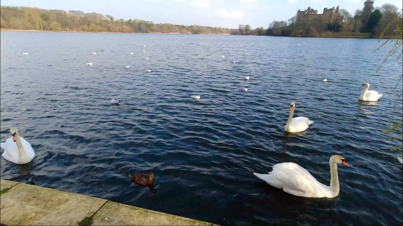Swan Loch | Linlithgow Loch Circular Walk | Scotland Walking Tour [4K ...