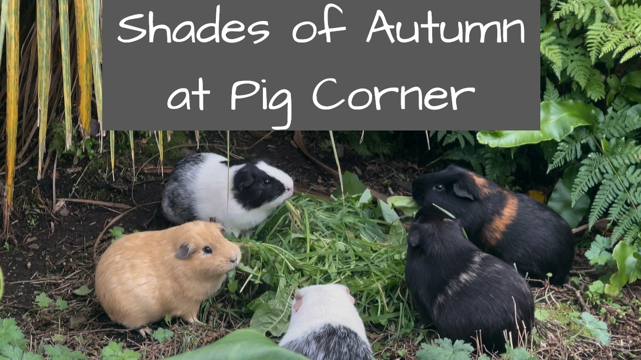 Guinea Pigs | Shades of Autumn at Pig Corner - YouTube
