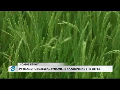 ΚΙΤΣΙΚΙΔΗΣ ΦΕΡΕΣ ΓΙΑ ΚΑΛΛΙΕΡΓΕΙΑ ΡΥΖΙΟΥ - YouTube