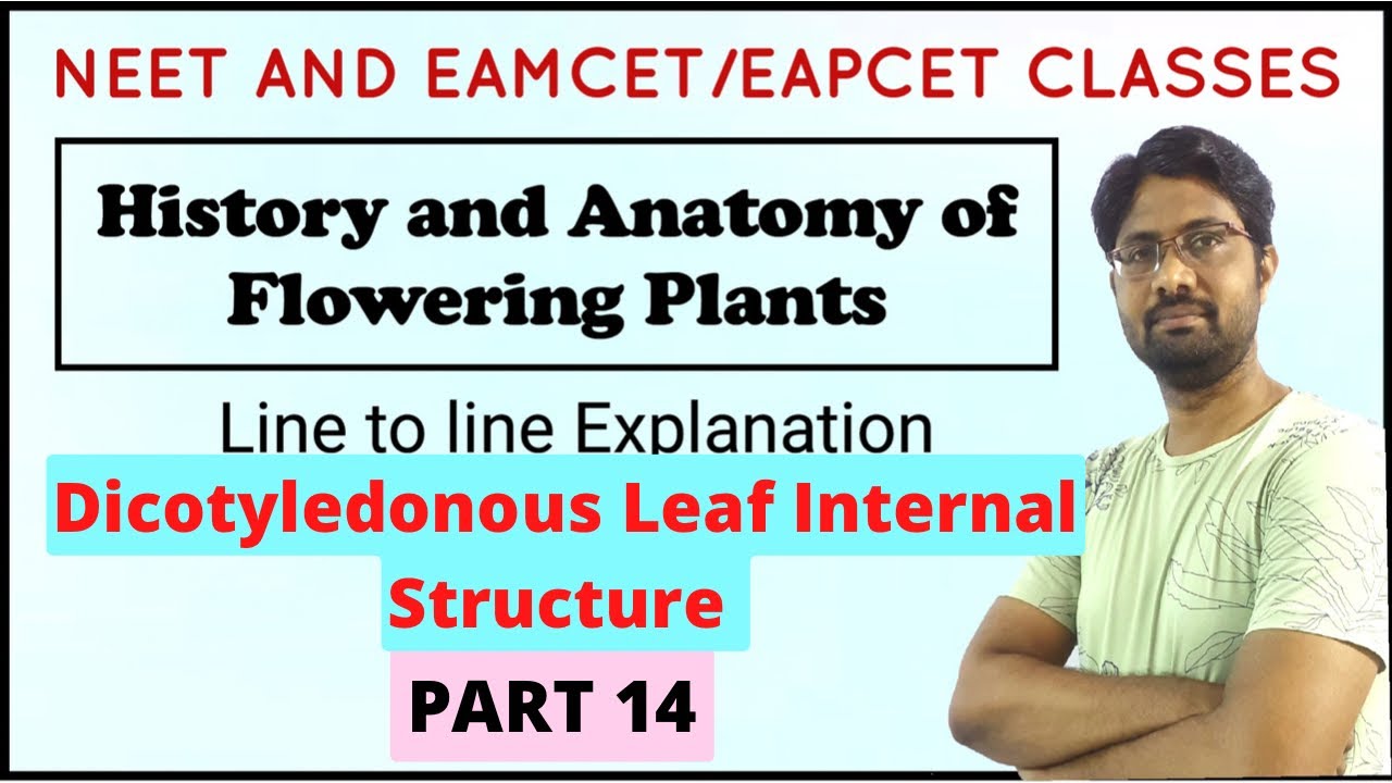 Dorsiventral Leaf Dicot Leaf Internal Structure Anatomy Of Dorsiventral Leaf Dicot Leaf Internal Structure Anatomy Of