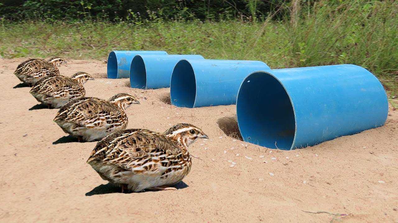 Boy Make Unique Quails Trap Using PVC Pipe Fail To Hole And Palm - Easy ...