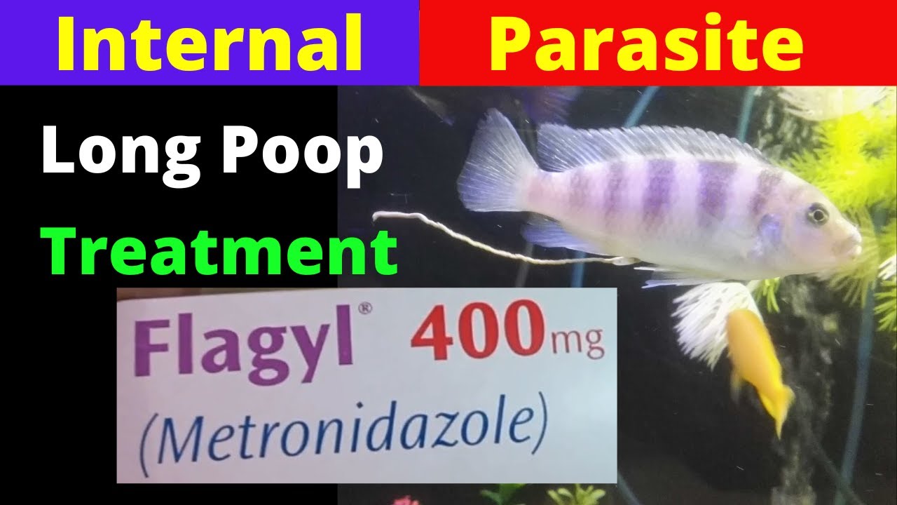 Fish Internal Parasite | Fish White Long poop treatment Flagyl 400 ...