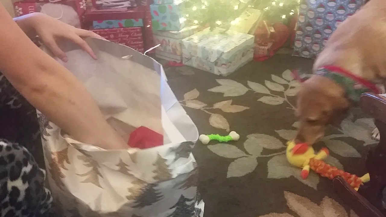 Dogs opening Christmas gifts - YouTube