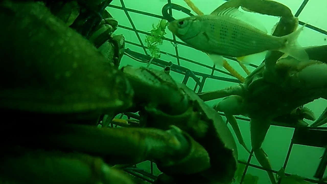 Crab Cam 2022 - YouTube