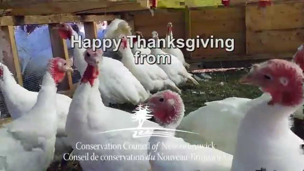 A trip to Maplehurst Farms - YouTube