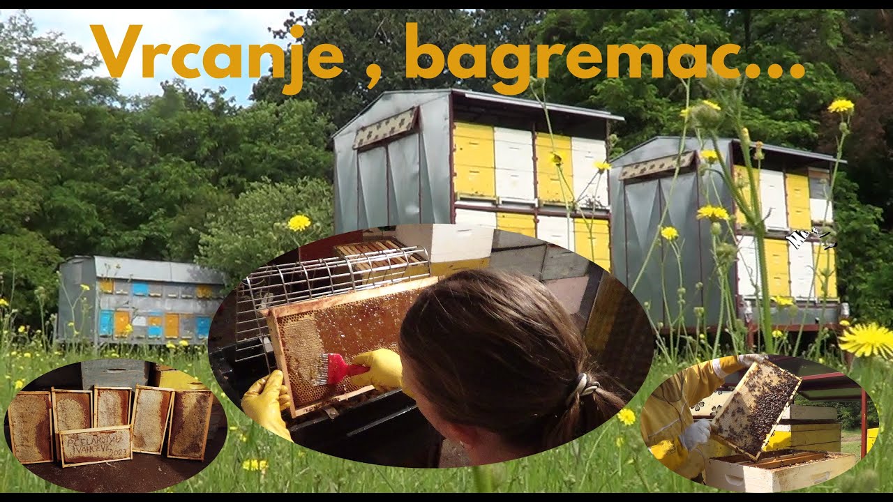 12. 06. 2023. Vrcali smo med u kojem dominira bagremac - Pčelarstvo ...