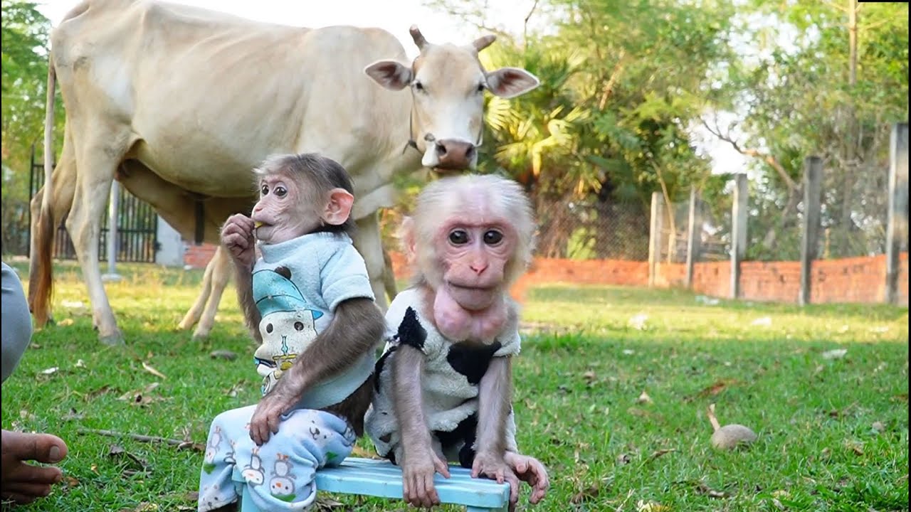 Two Brother Monkey Walking Try Contact To Cow Go Out From Them - YouTube