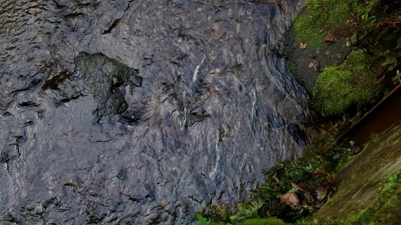 Fish spawning - near Kilchis River, Oregon - YouTube