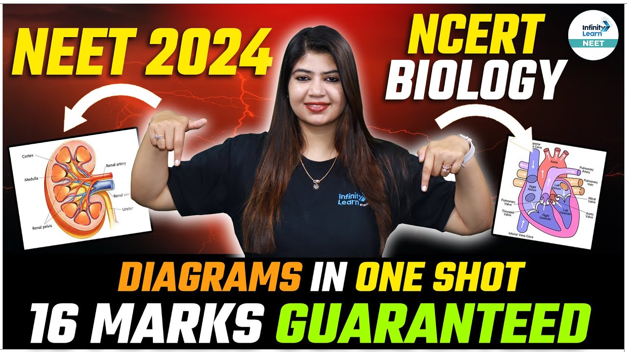 NEET 2024 | NCERT Biology Diagrams in One Shot | NEET 2024 Biology ...