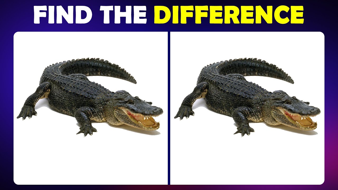 Guess The Difference Photo Puzzles Spot the Difference Brain Games ...
