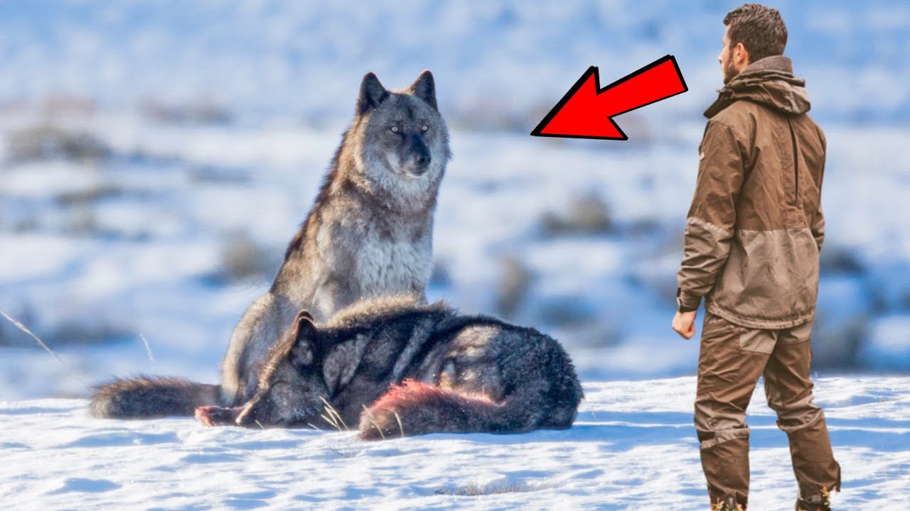 Man helps Crying Wolf Cub and his Dying mother, what happens next is ...