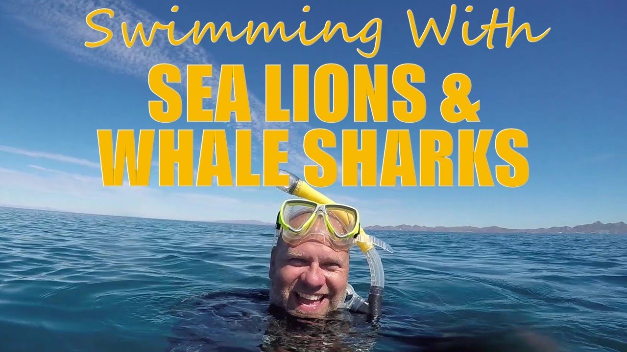 Ep 14 - VanLife Travelers - Swimming With Whale Sharks & Sea Lions ...