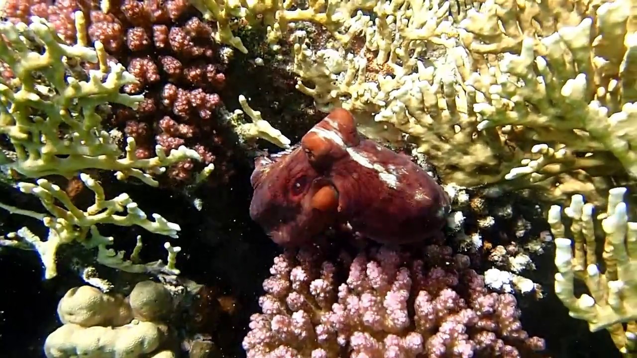 Poulpito le poulpe - Près du Mangrove Bay - Marsa Alam - Egypte - YouTube