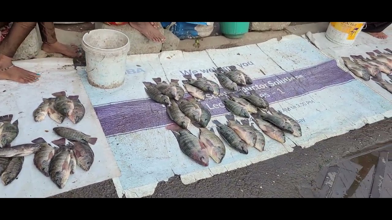 fish market powai🐟 - YouTube