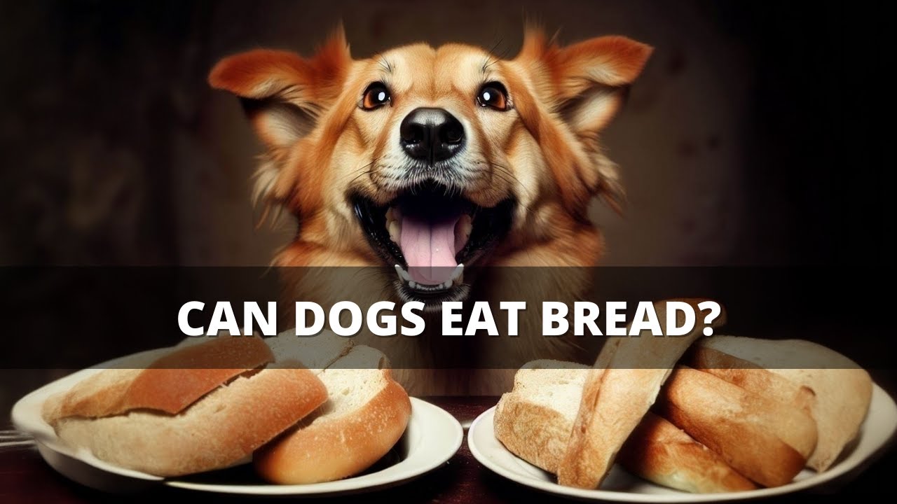 Can Dogs Eat Bread YouTube