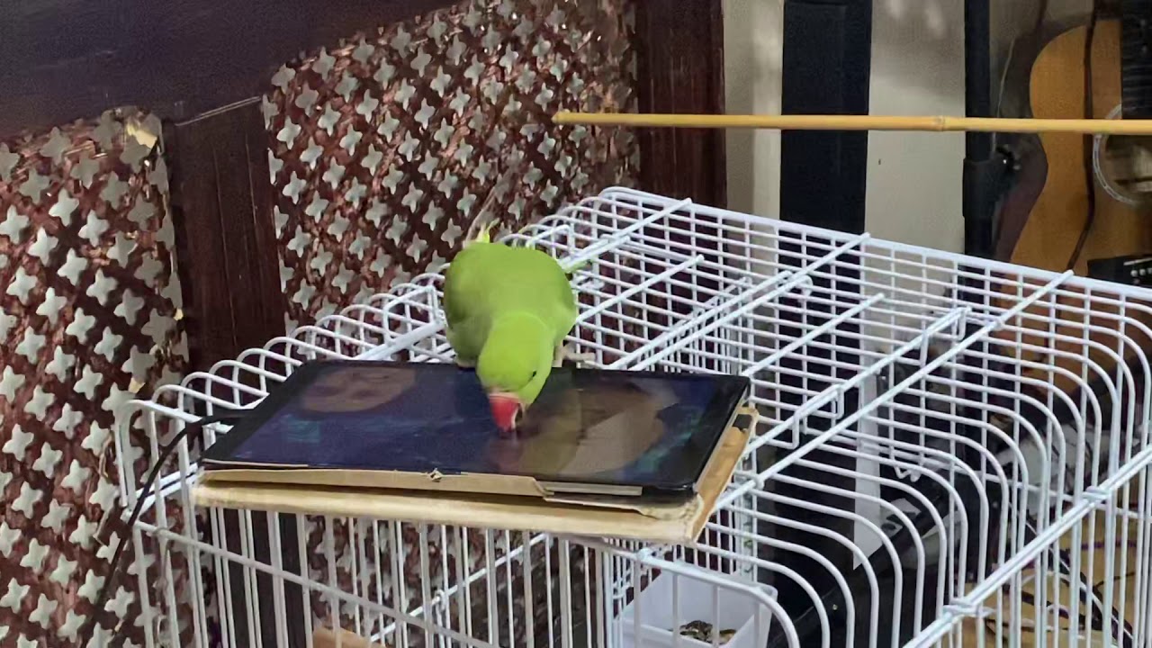 My parrot using our tablet - YouTube