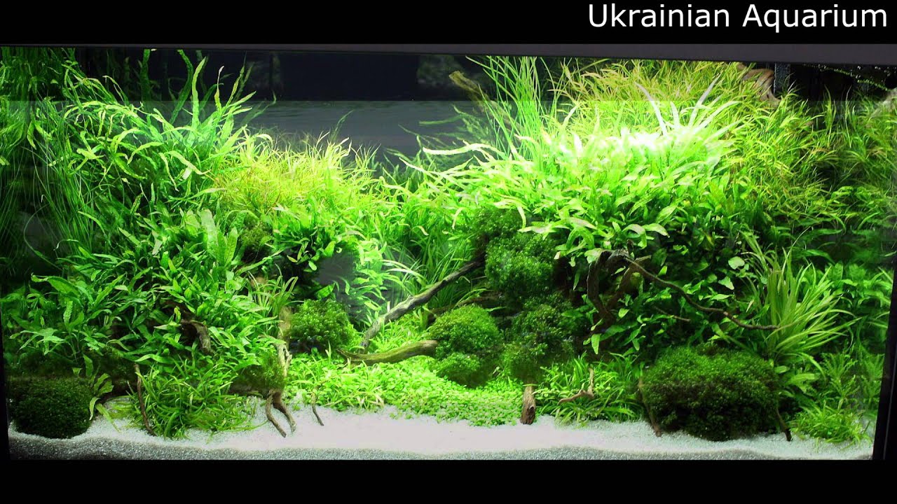 Awesome Aquascape - Underwater Landscapes - Aquascaping #2 - YouTube