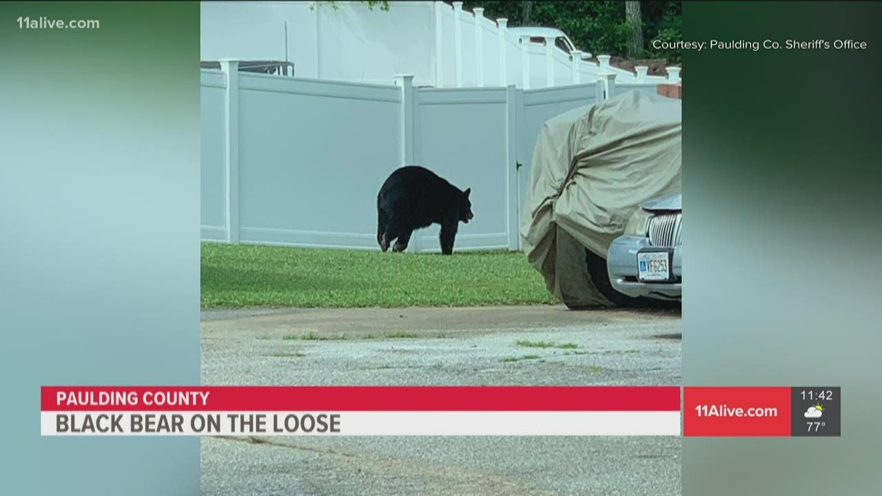 Black Bear on the loose in Paulding County - YouTube