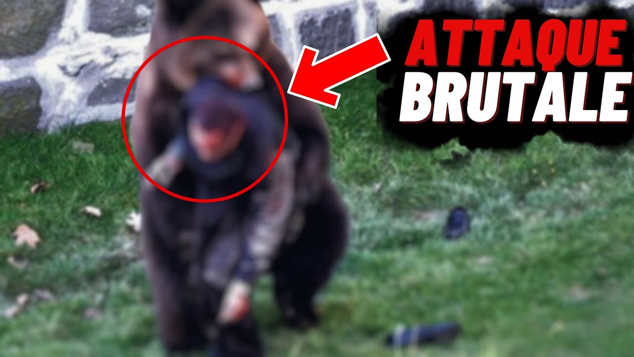 Cet Homme a Été ATTAQUÉ Par Un Ours Pendant Qu'il Dormait Dans Sa Tente ...