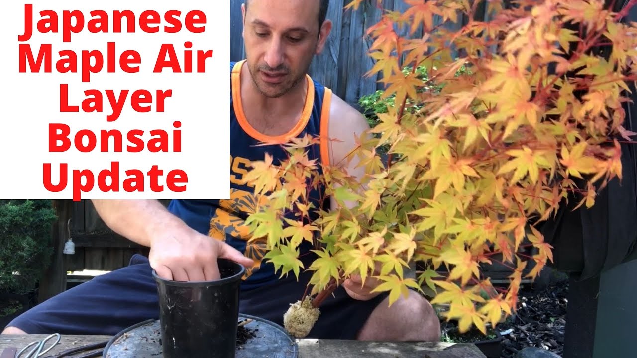 Japanese Maple air layer results for bonsai Creating bonsai Japanese ...