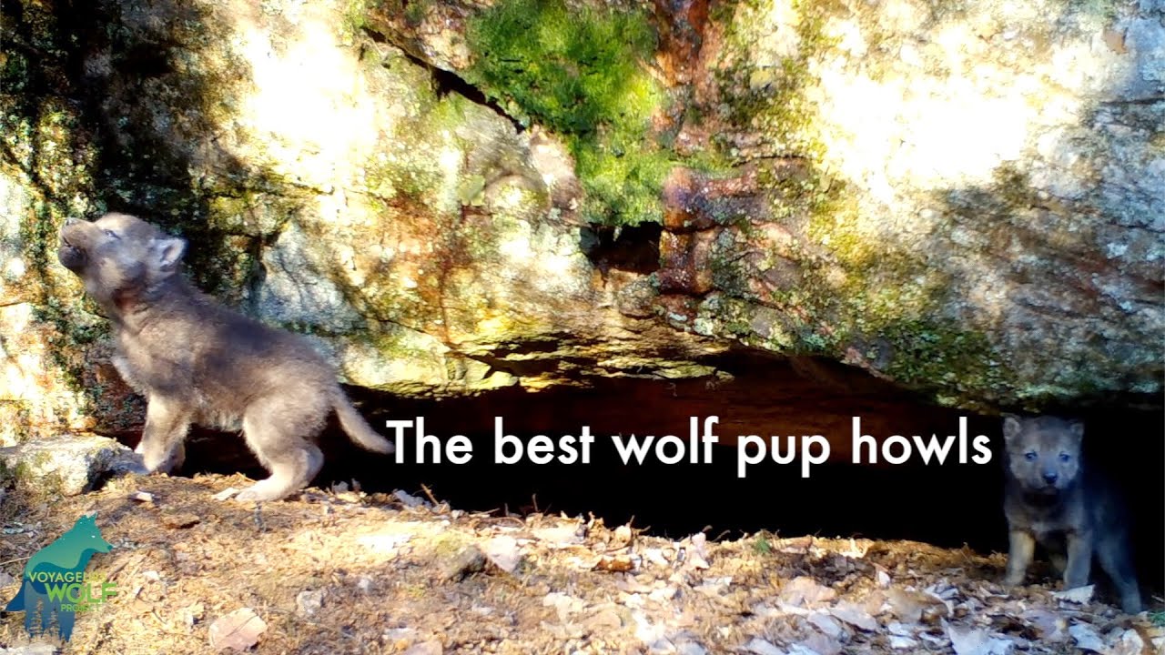 The best wolf pup howls - YouTube
