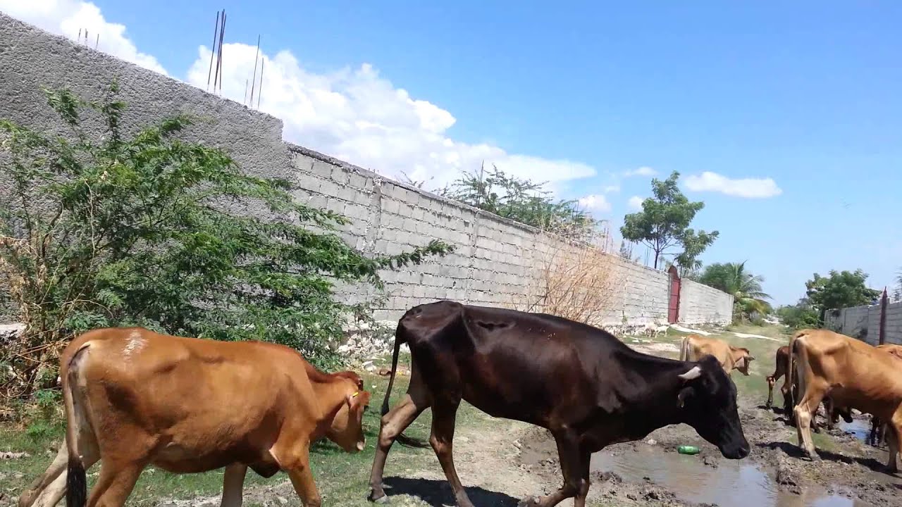 Haitian Cows - YouTube