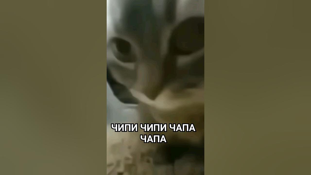 ЧИПИ ЧИПИ ЧАПА ЧАПА#котики - YouTube