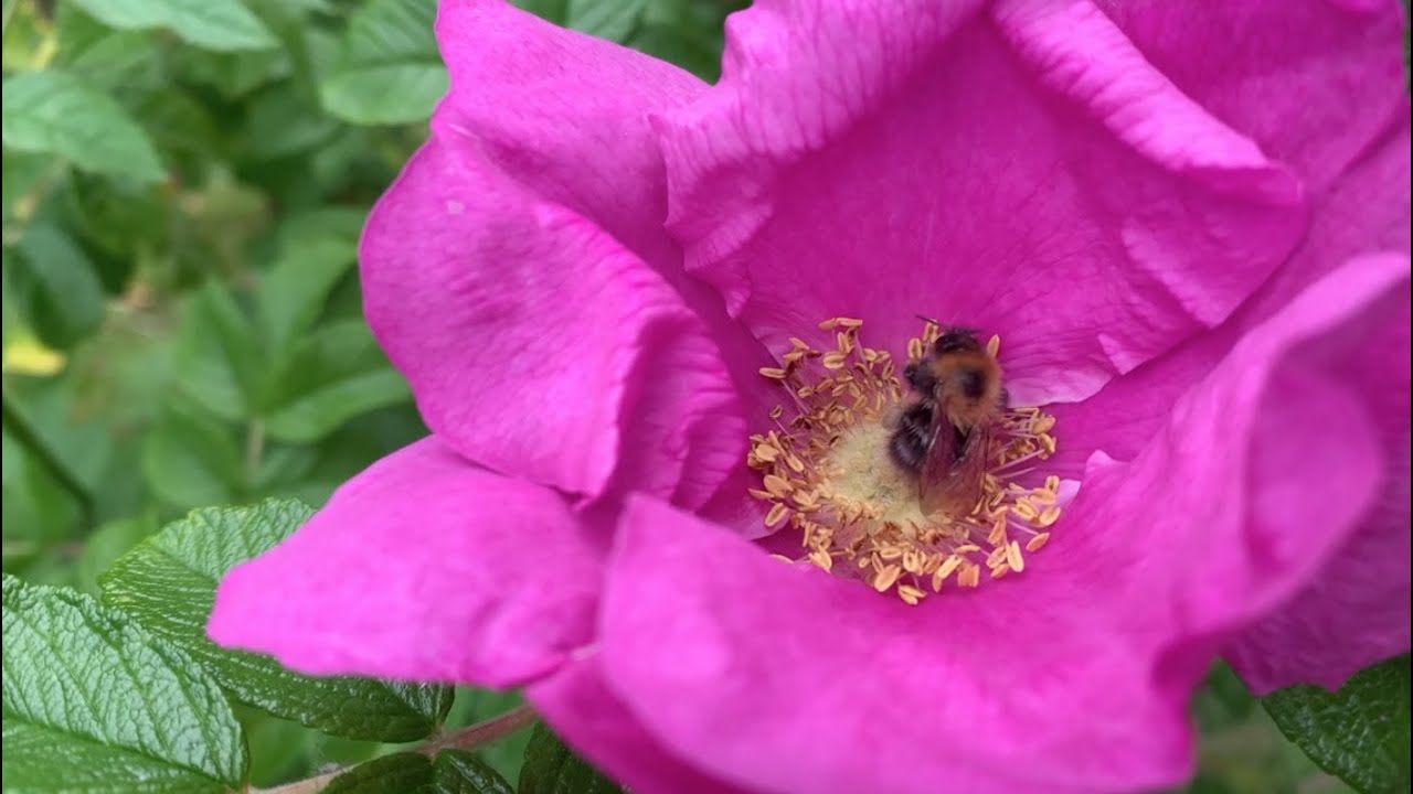 Buzzing Little Bee June 2021 - YouTube