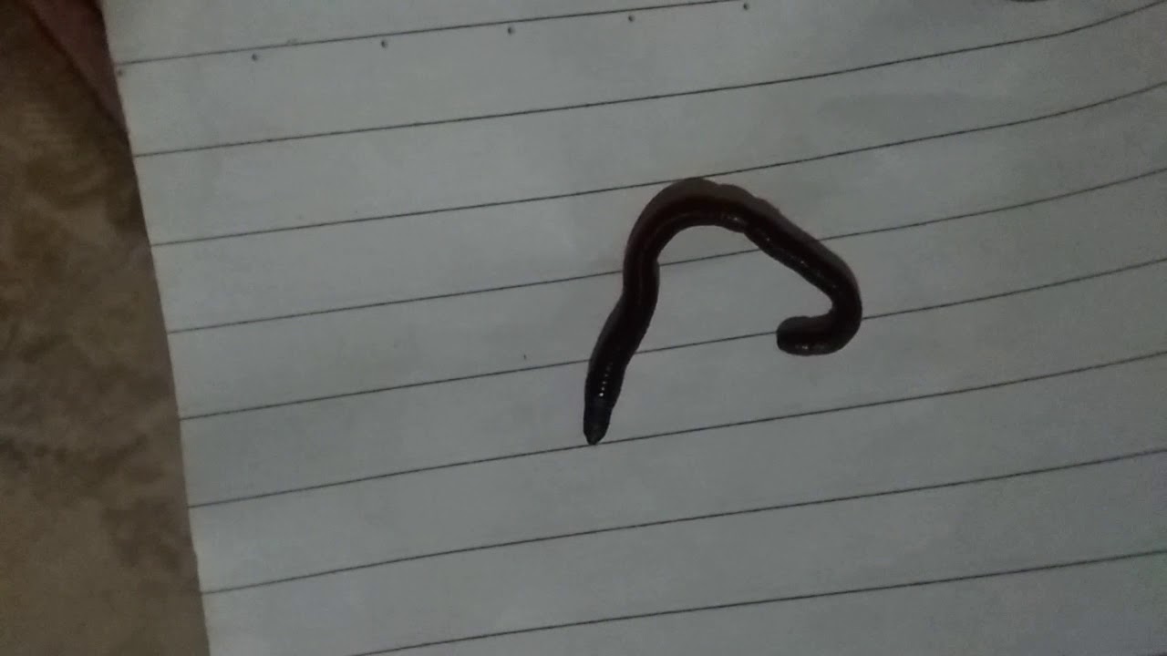 Keajaiban cacing hitam dan putih - YouTube