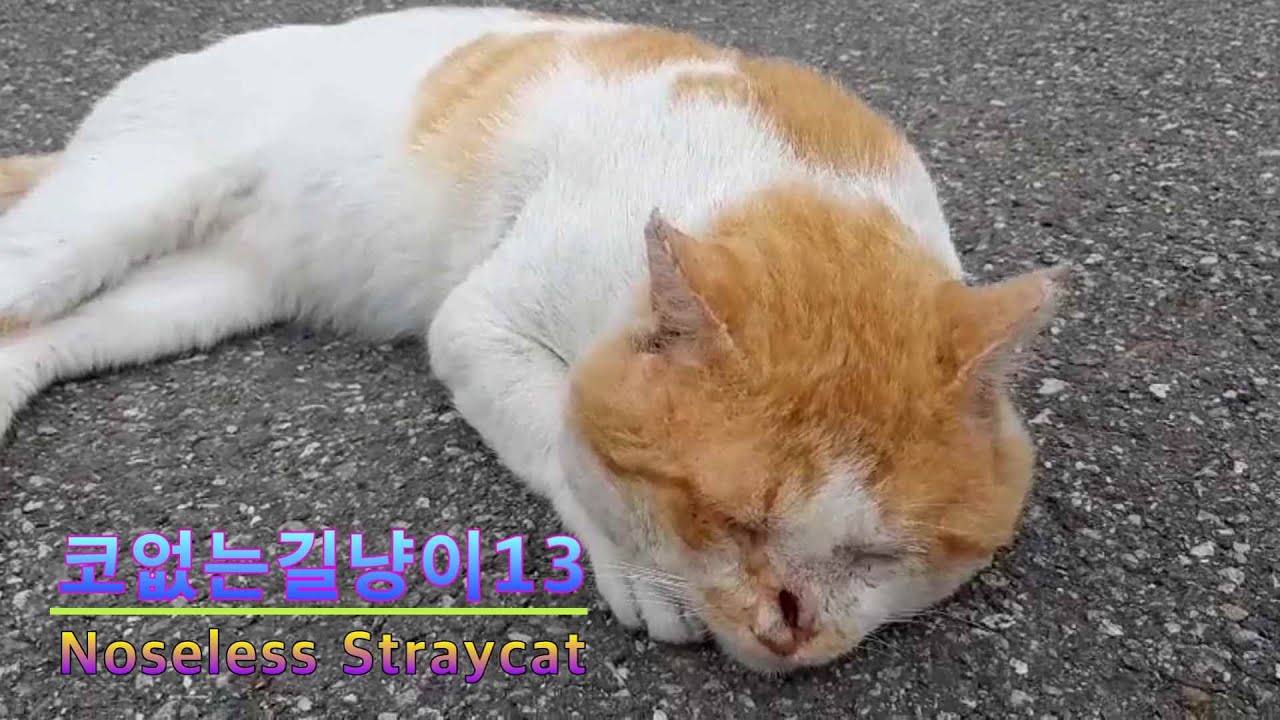 코 없는 길냥이 13 ( The noseless stray cat 13 ) - YouTube