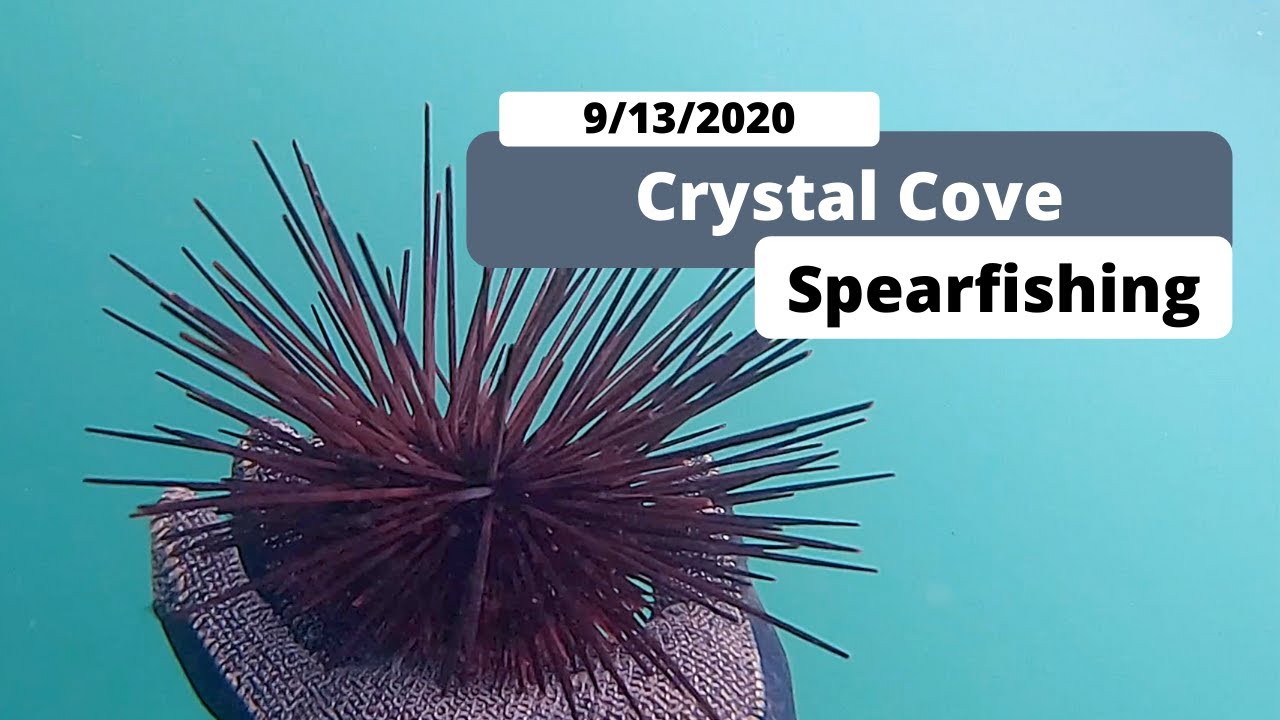 Spearfishing Crystal Cove, CA - 9/13/2020 - YouTube