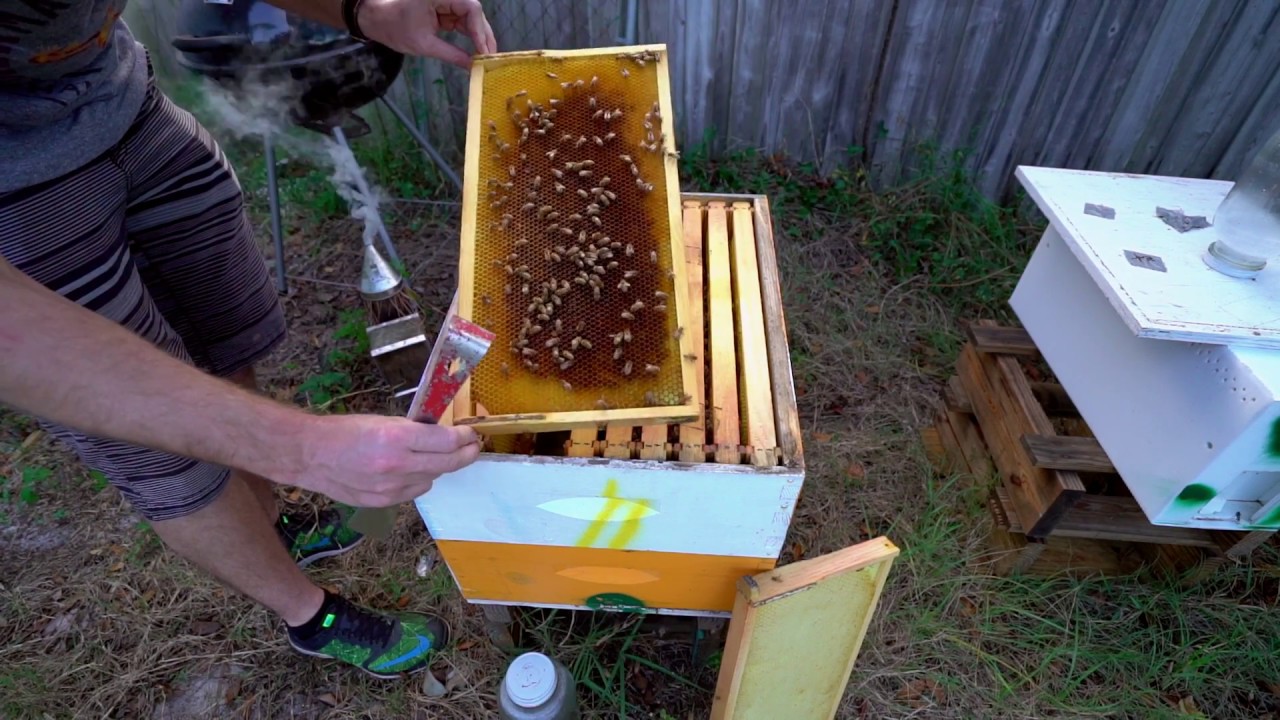 Checking Hives 2nd Jan 2017 - YouTube