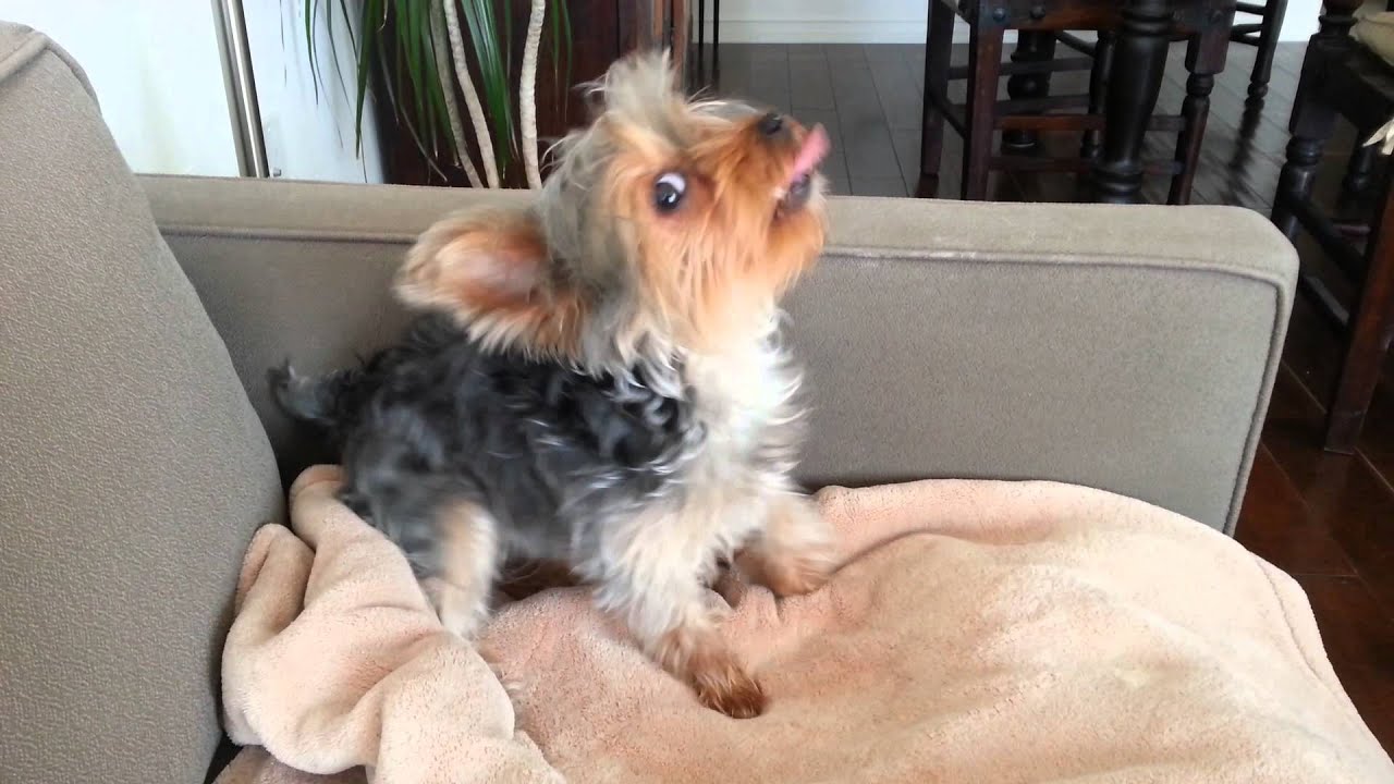 bad hair day -Cora 1 yr old yorkie - YouTube