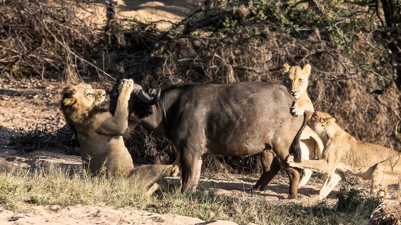 The Battle of the Relentless Enemies at Timbavati - YouTube