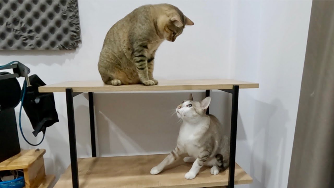 Cat Slap - YouTube