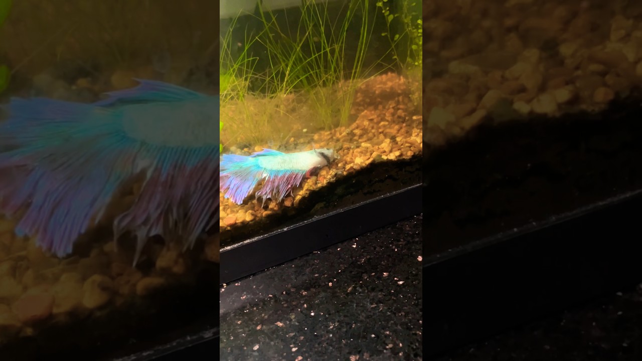 Rip the homie #rip #fish #sad #pet #ocean #tank - YouTube