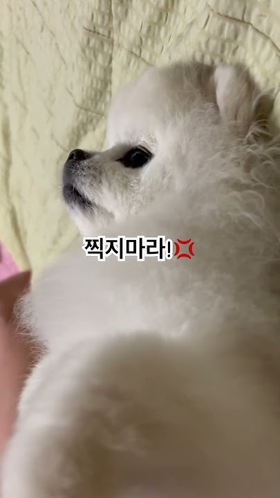 찍지마라고💢💢💢 강아지 옆모습 갓벽 Youtube