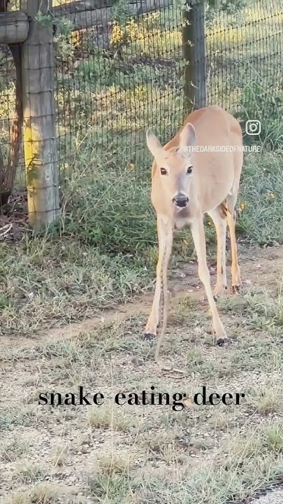 snake-eating deer - YouTube
