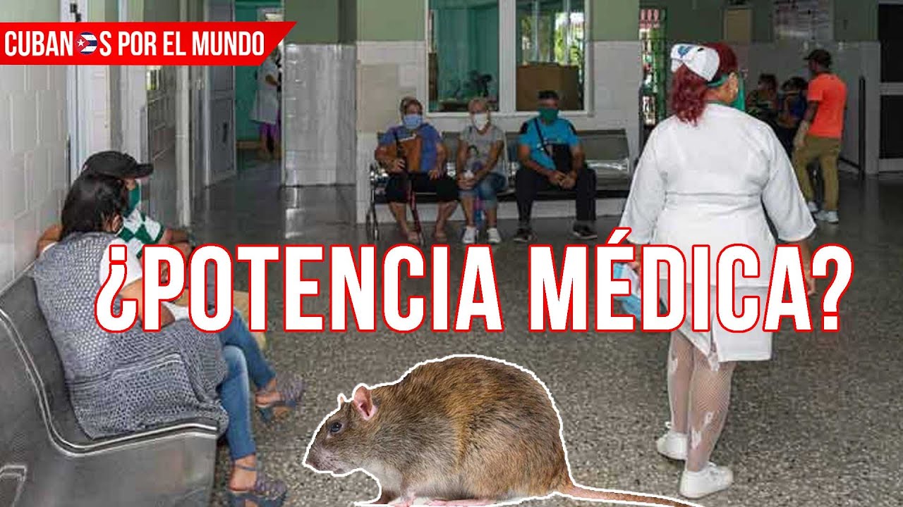 Una RATA gigantesca se pasea por un hospital de Camagüey. “Imagine como ...