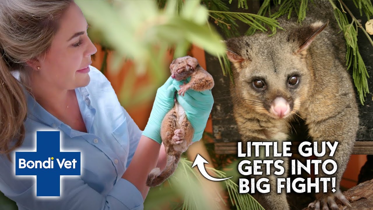 Ring Tailed Possum Gets into a BIG FIGHT | Bondi Vet - YouTube