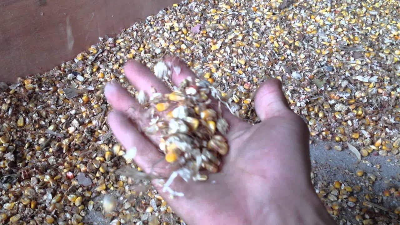 corn seeds color sorter/ sorting machine/ seperating machine - YouTube