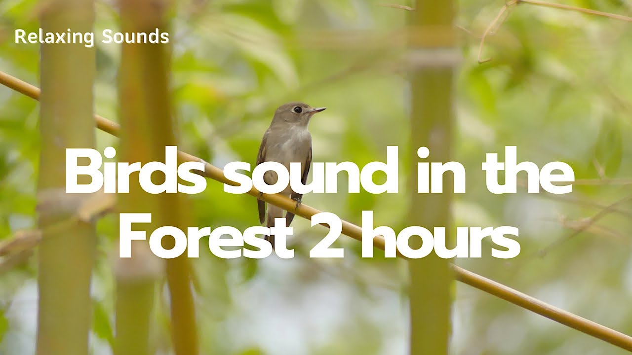 Birds sounds in the forest 2 hrs relaxing sounds - YouTube